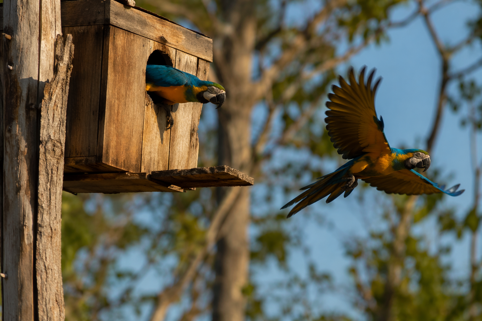 Bolivia reserve records best breeding season for Blue-throated Macaws ...