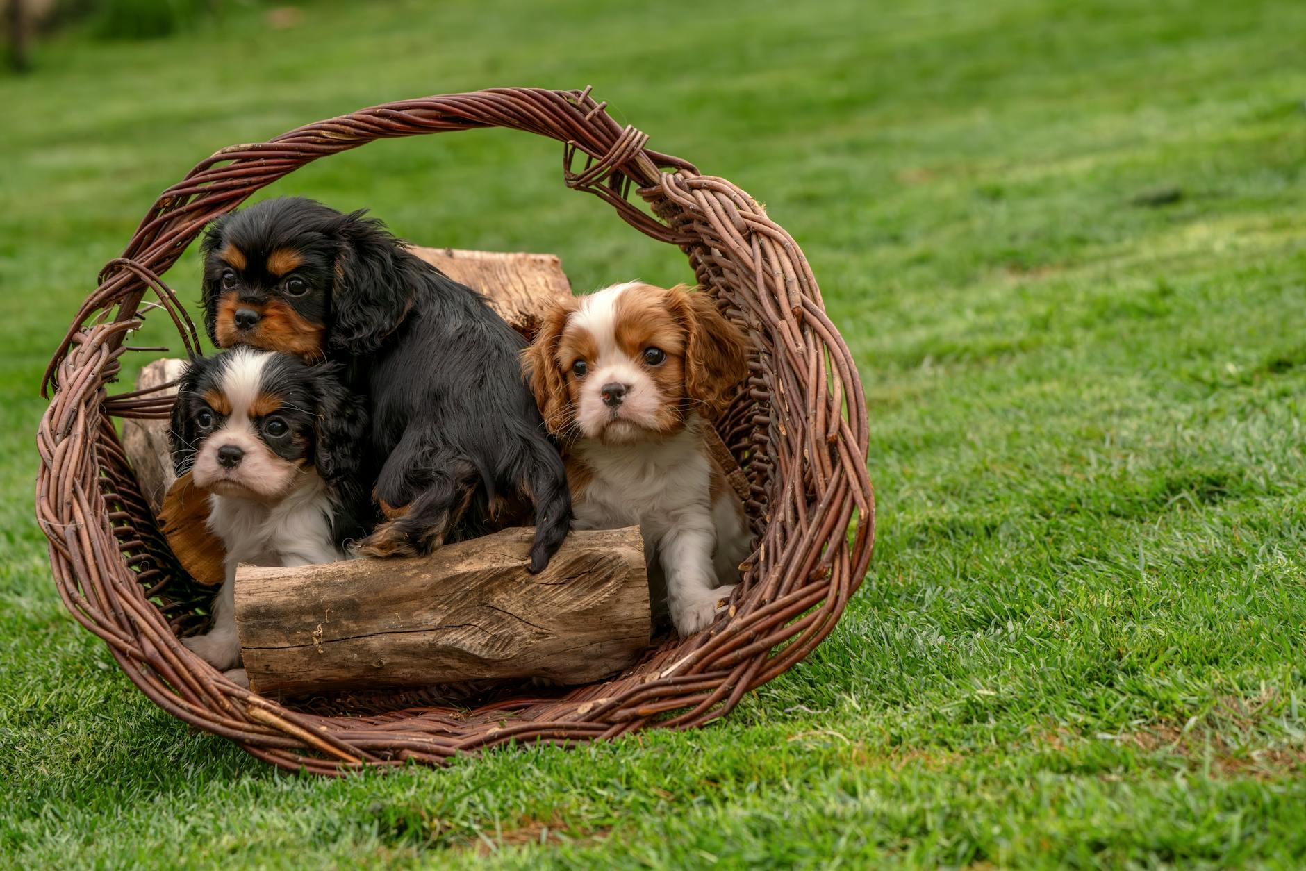 Orange County couple charged in illegal puppy mill raid, 20 dogs seized ...