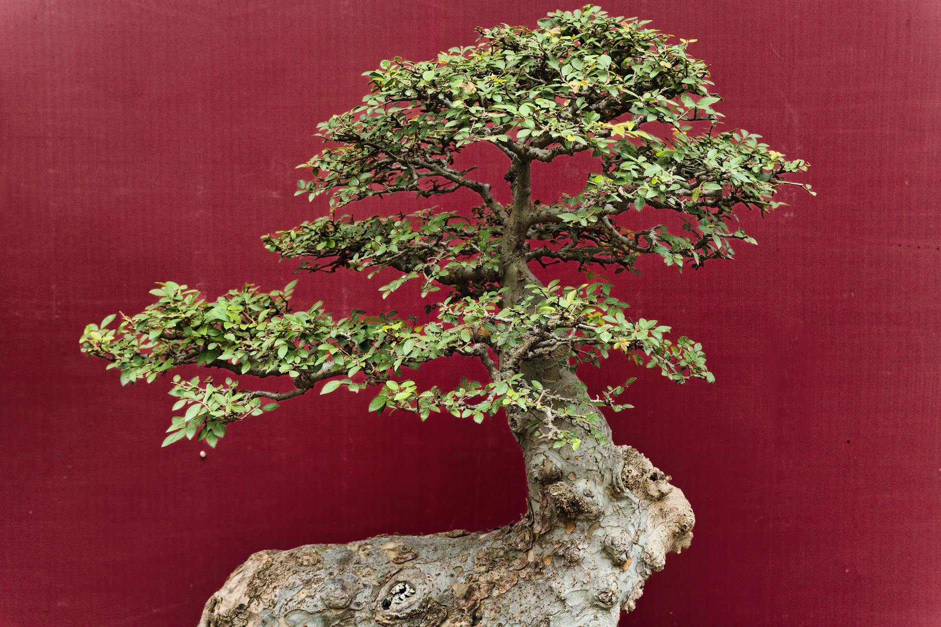 American Bonsai Society sets 2026 Blue Ridge seminars in Asheville ...